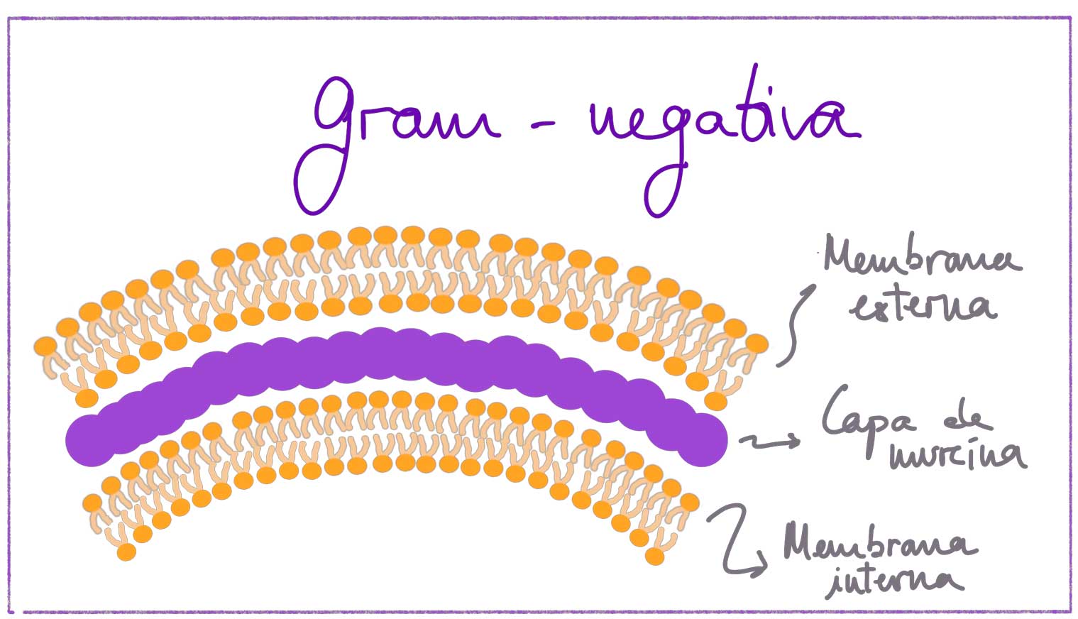 La tinción de Gram - El Laboratorio de Marrodmir