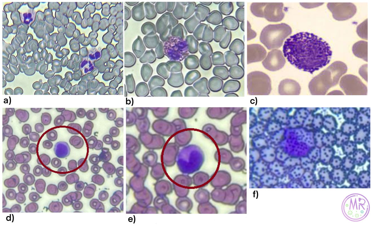 Identificación de CELULAS SANGUÍNEAS al MICROSCOPIO ÓPTICO - El Laboratorio de Marrodmir